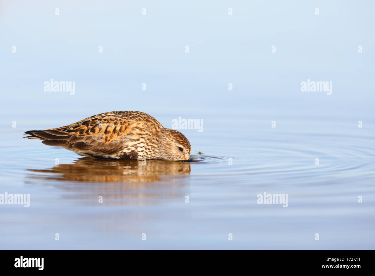 Feeding Dunlin (Calidris alpina) in breeding plumage Stock Photo - Alamy
