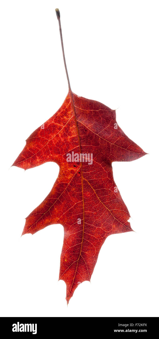 Read oak leaf falling isolated against a white background Stock Photo ...