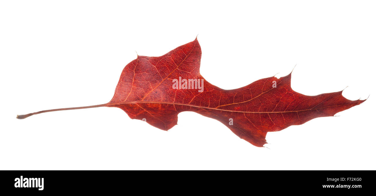 Read oak leaf falling isolated against a white background Stock Photo ...