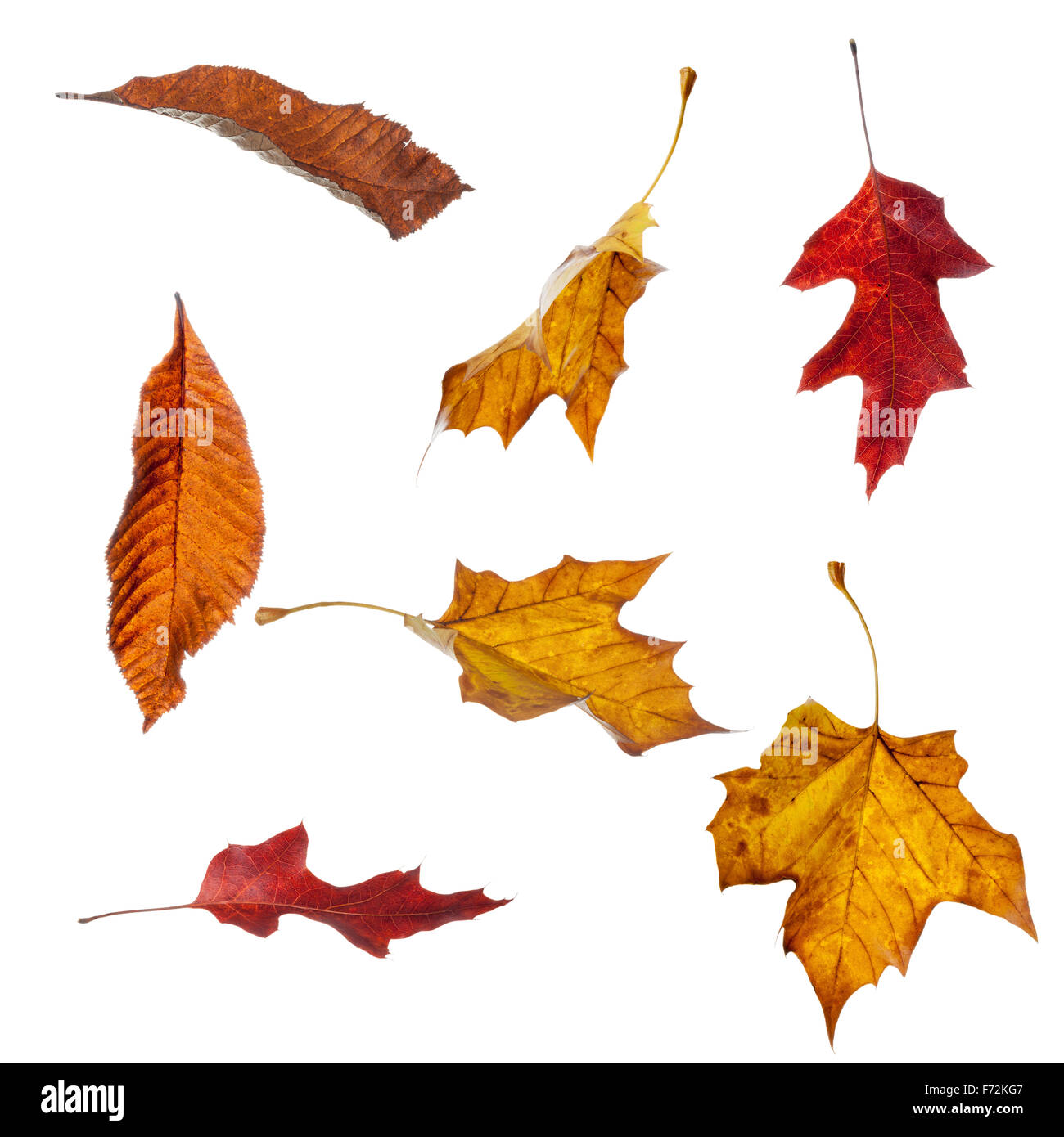 Various autumn leaves in different falling positions isolated against a ...