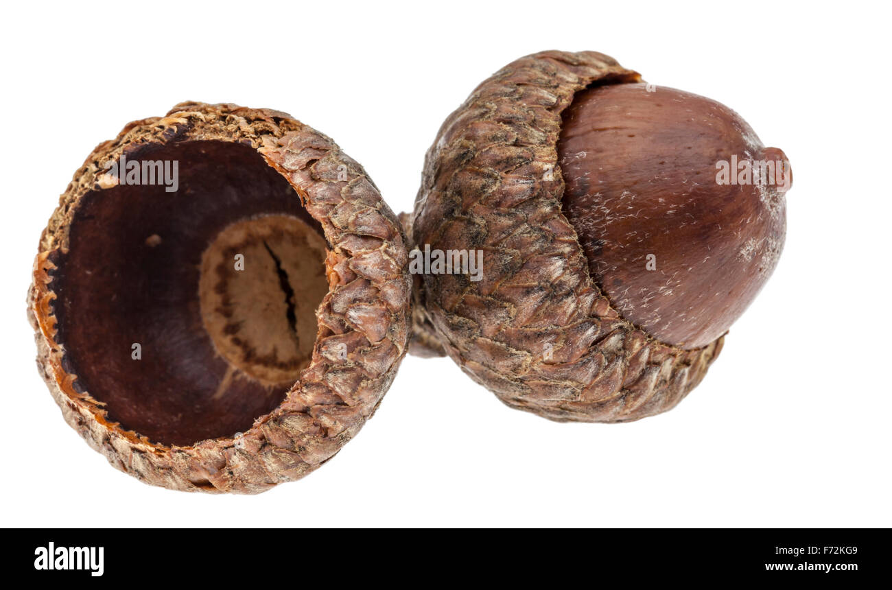 Macro image of twin acorns with one fruit missing from its cupule ...