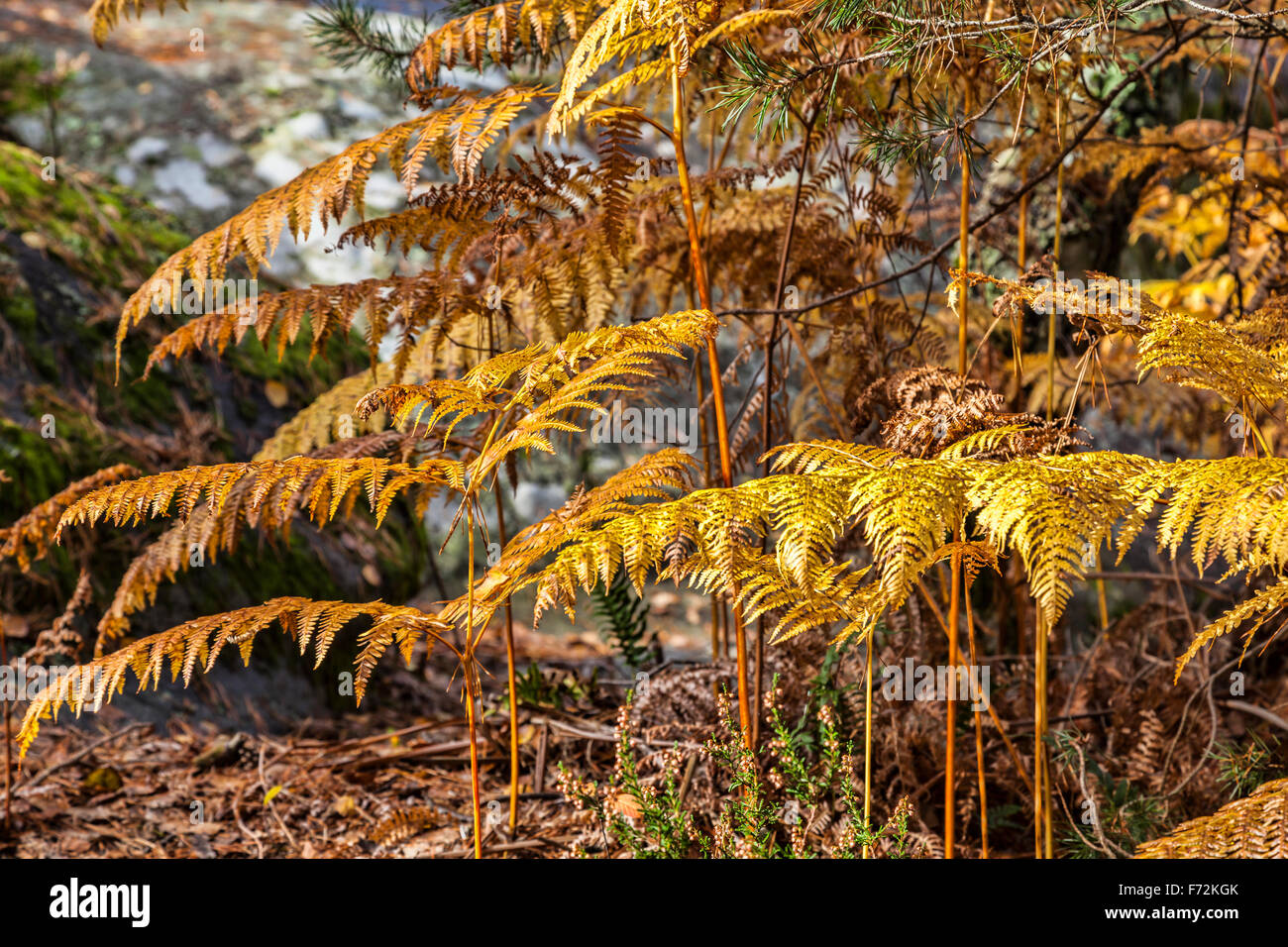 Detail of a busy forest with gold ferns in the first plane. Location ...