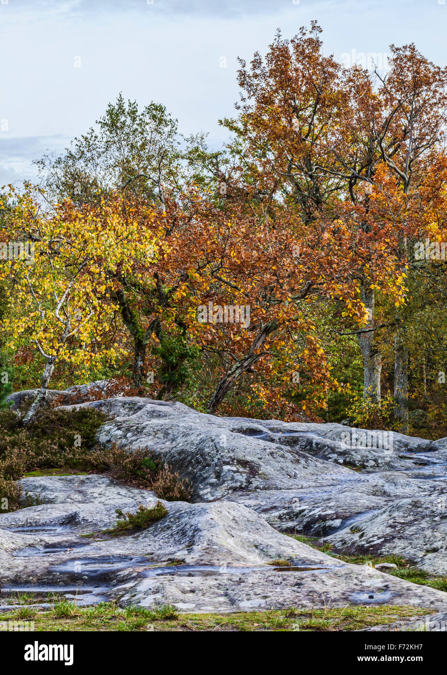 Beautiful fall landscape with colorful trees and rocks located in ...