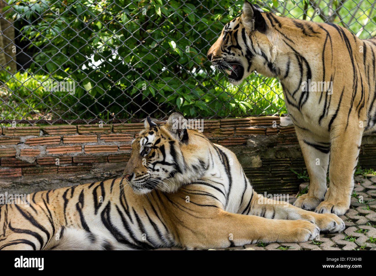 Tiger baby zoo hug hi-res stock photography and images - Alamy