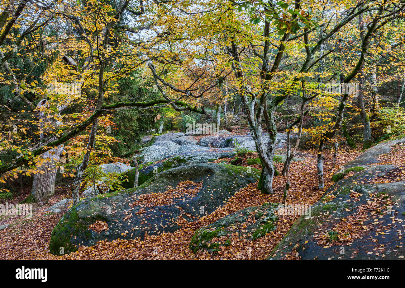 Fontainebleau forest hi-res stock photography and images - Alamy