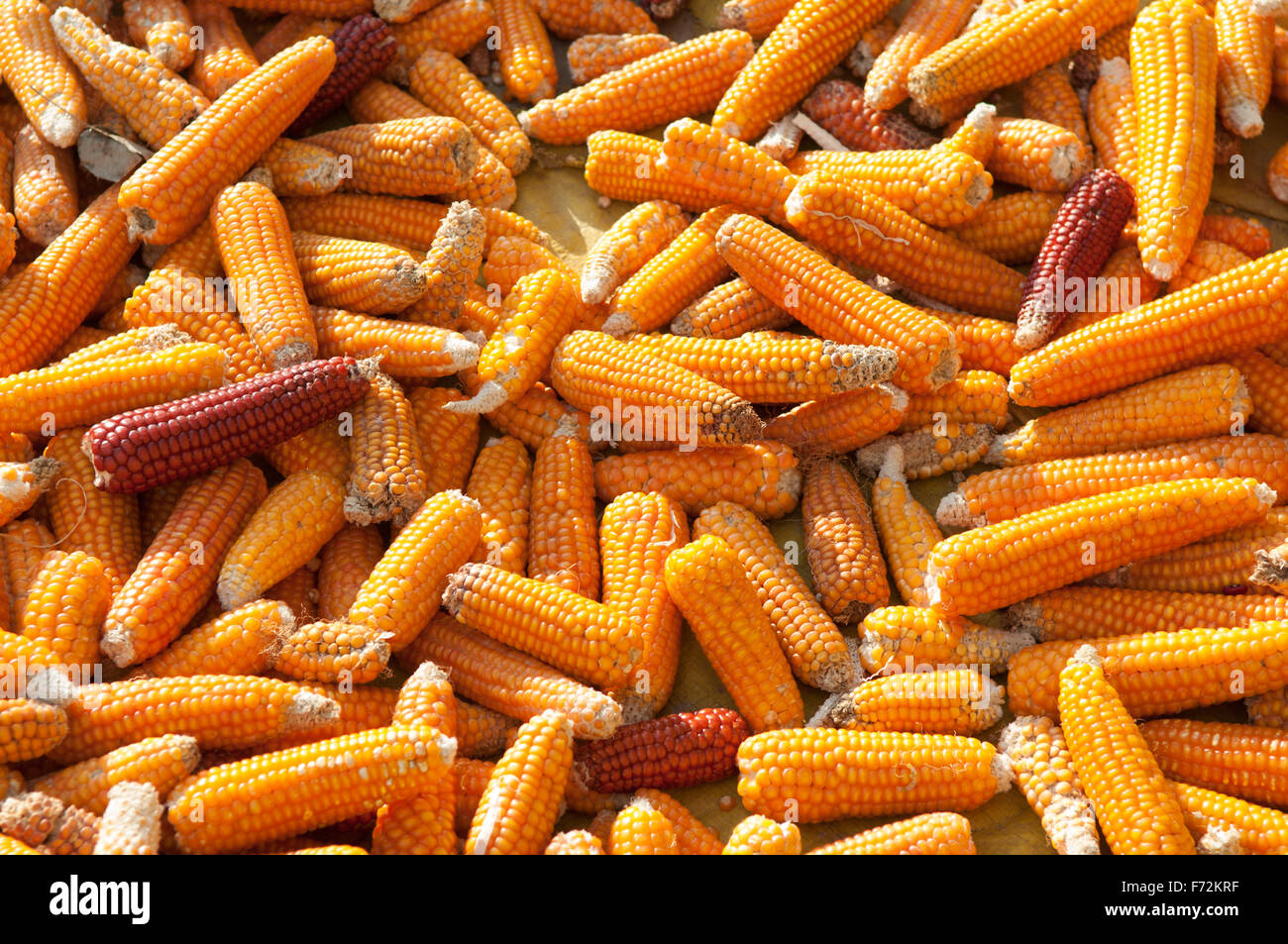 Dried corn background Stock Photo - Alamy