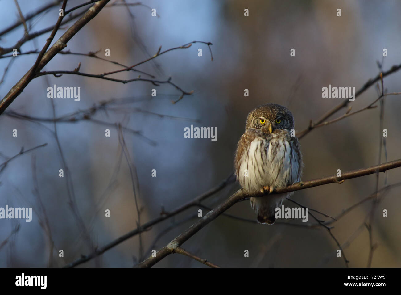 Eurasian Pygmy Owl (Glaucidium passerinum Stock Photo - Alamy