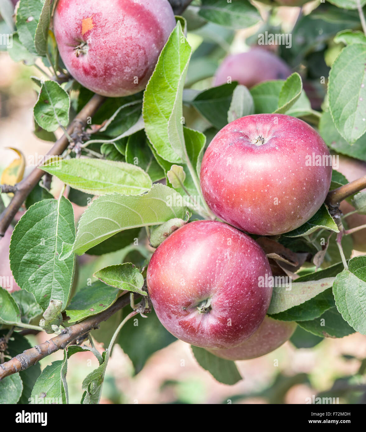 Apple tree with fruit ripe hi-res stock photography and images - Alamy