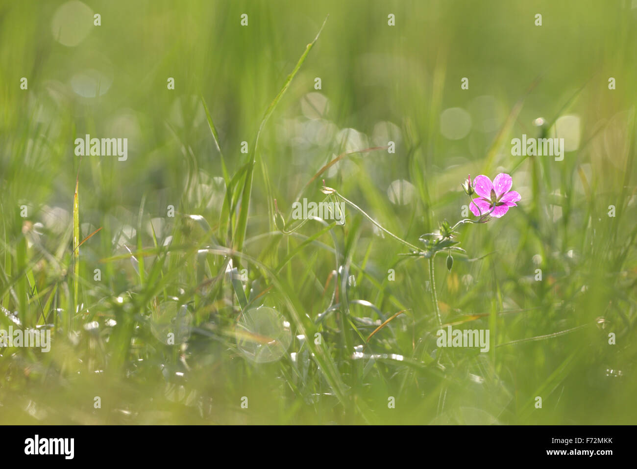 Blooming Marsh Cranesbill (Geranium palustre). Estonia, Europe Stock ...