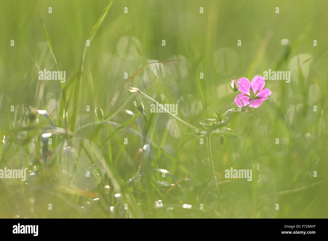Blooming Marsh Cranesbill (Geranium palustre). Estonia, Europe Stock ...