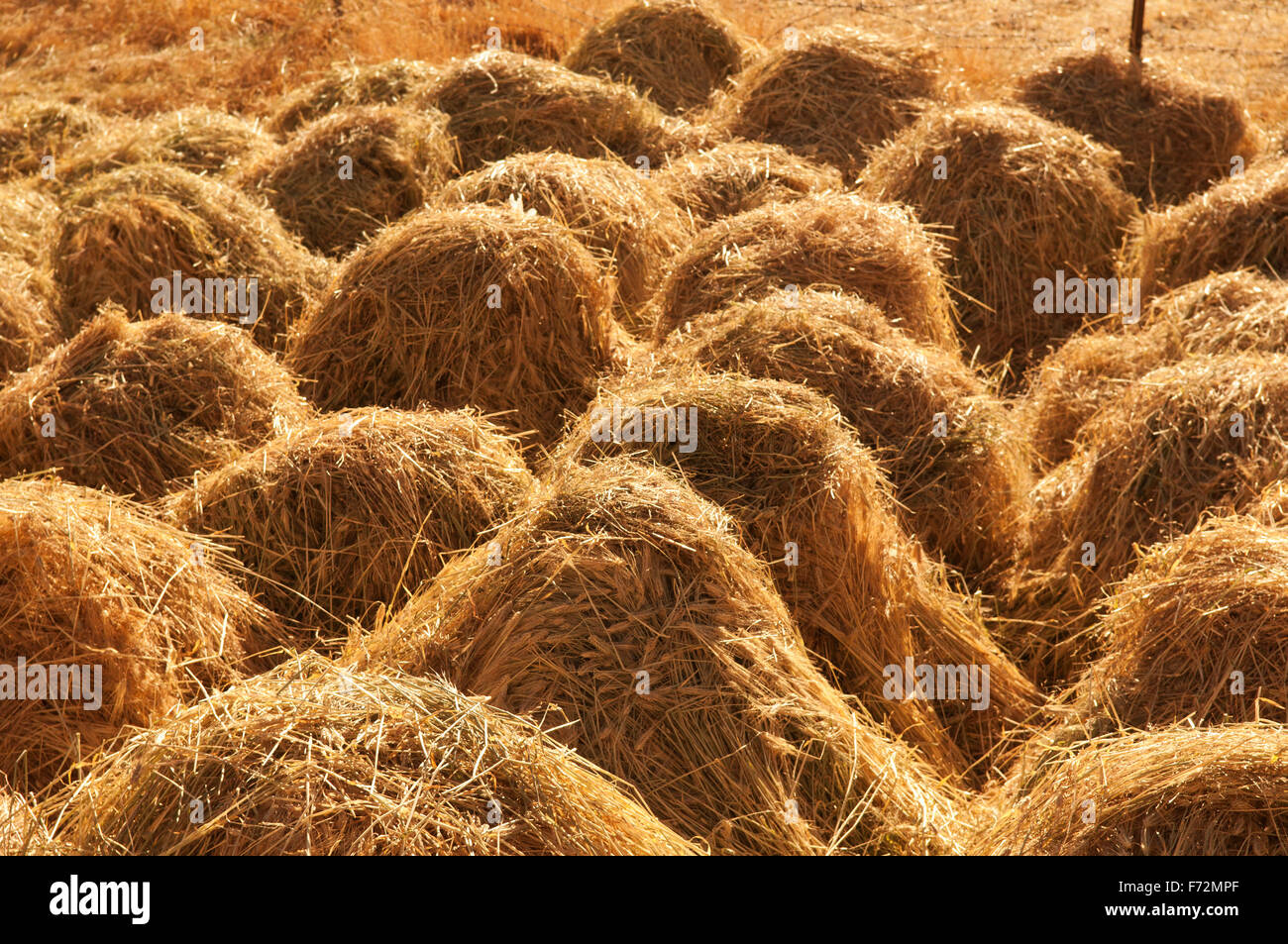 Close up old traditional hay stacks, rural scene in autumn at Tsomoriri ...
