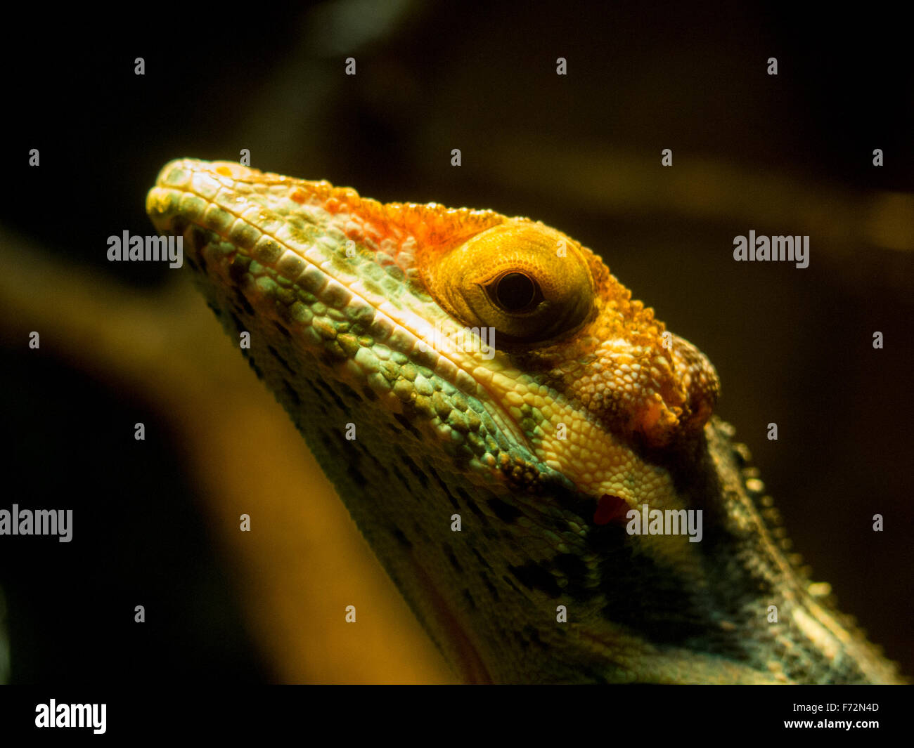 orange lizard eye Stock Photo - Alamy