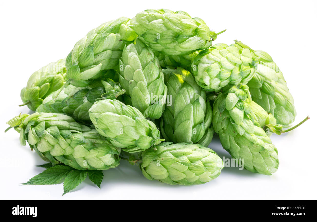 Hop cones. Isolated on white background Stock Photo - Alamy