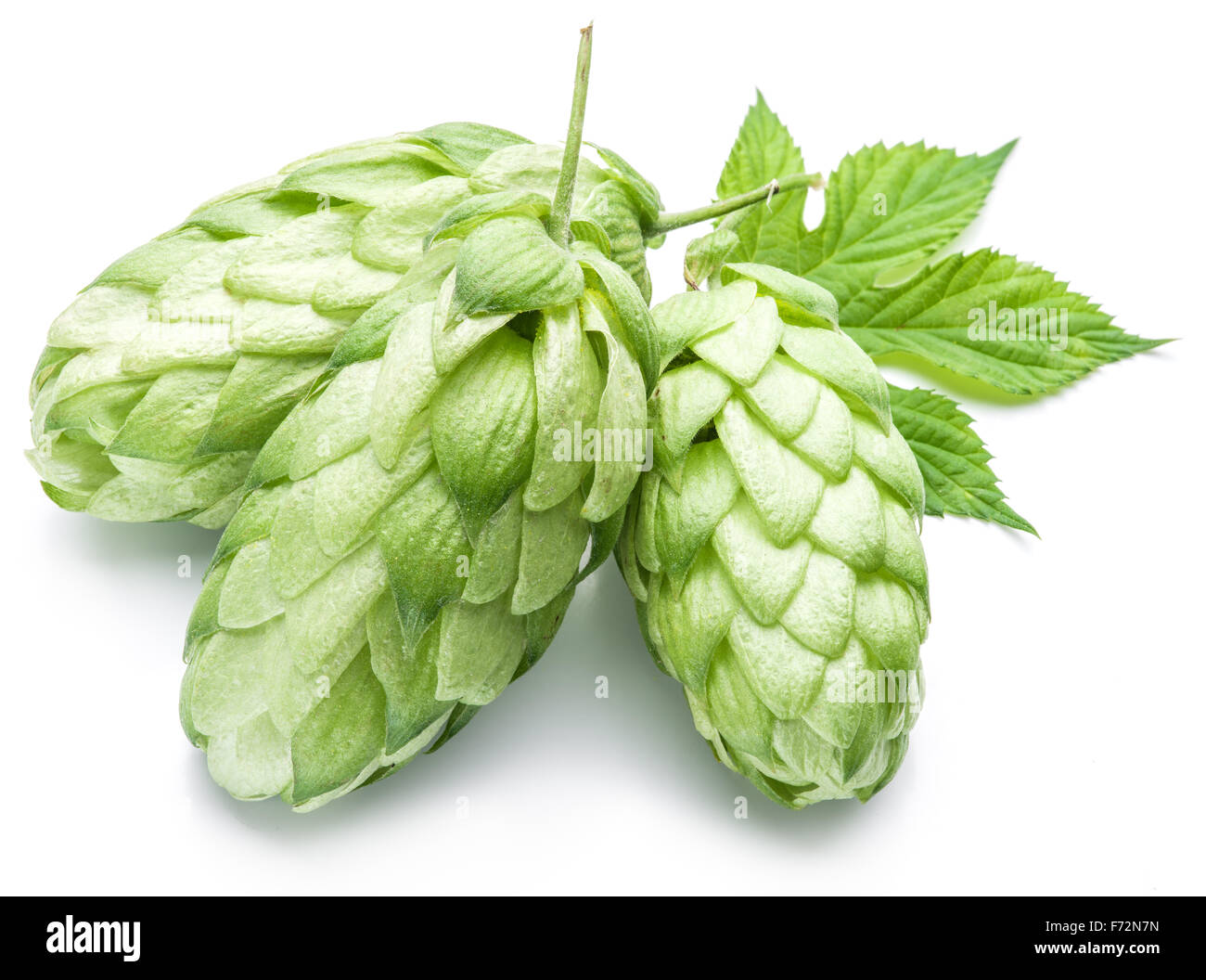 Hop cones. Isolated on white background Stock Photo - Alamy