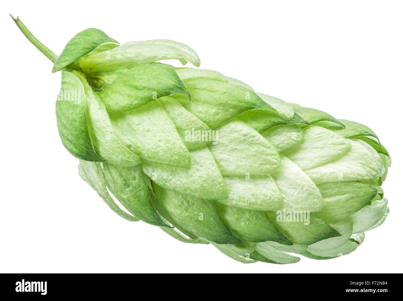 Hop cones. Isolated on white background Stock Photo - Alamy