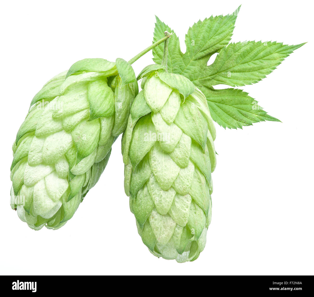 Hop cones. Isolated on white background Stock Photo - Alamy
