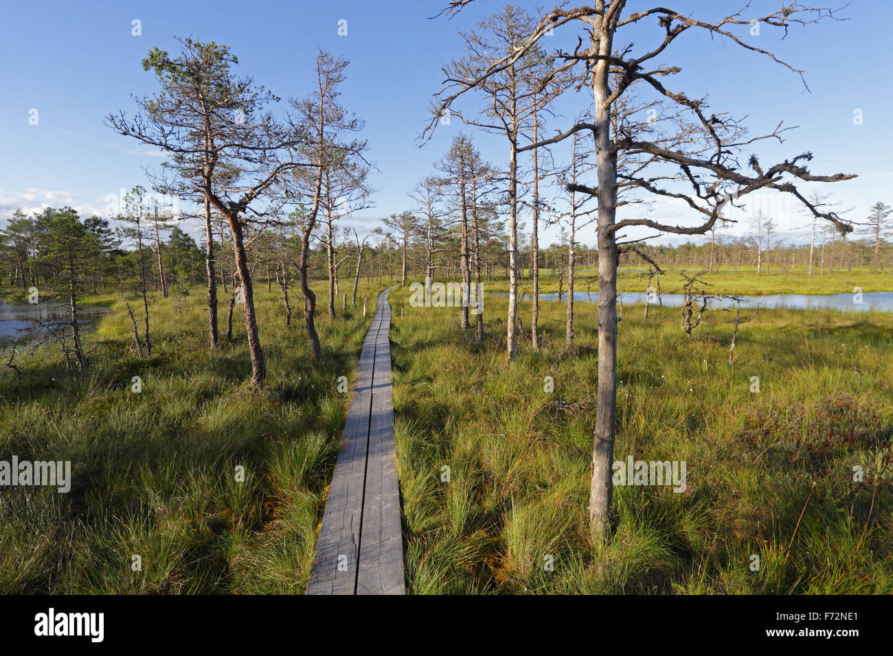 Viru bog trail hi-res stock photography and images - Alamy