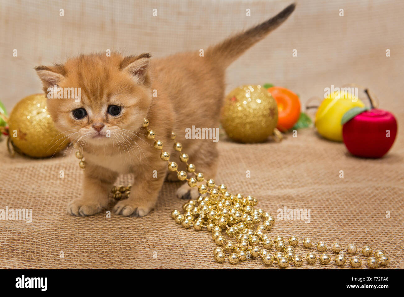 Small orange kitten of the British breed, and Christmas decoration ...
