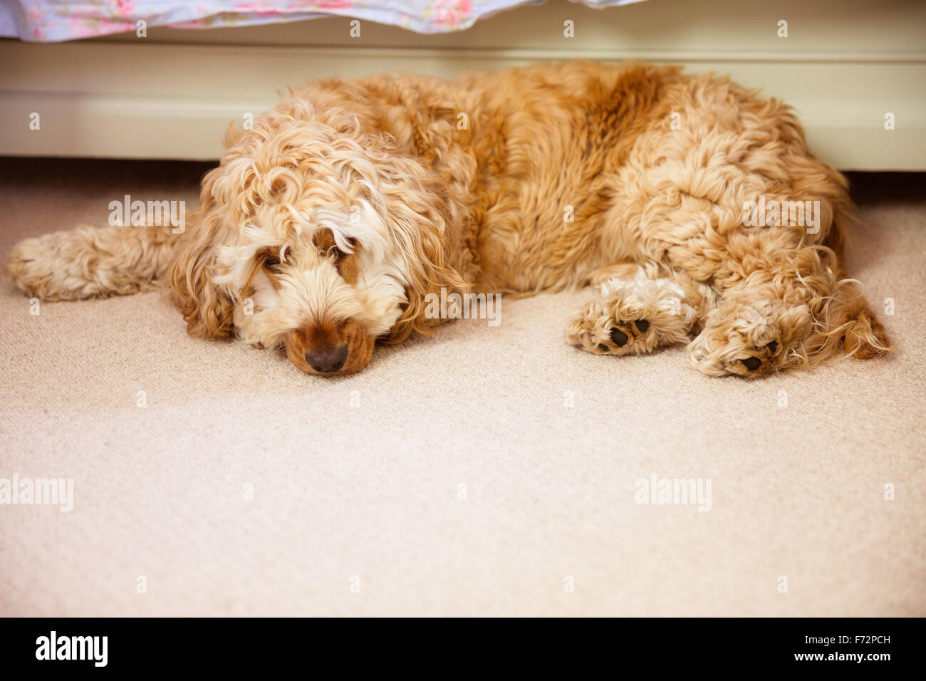 Dog laying on the floor Stock Photo - Alamy