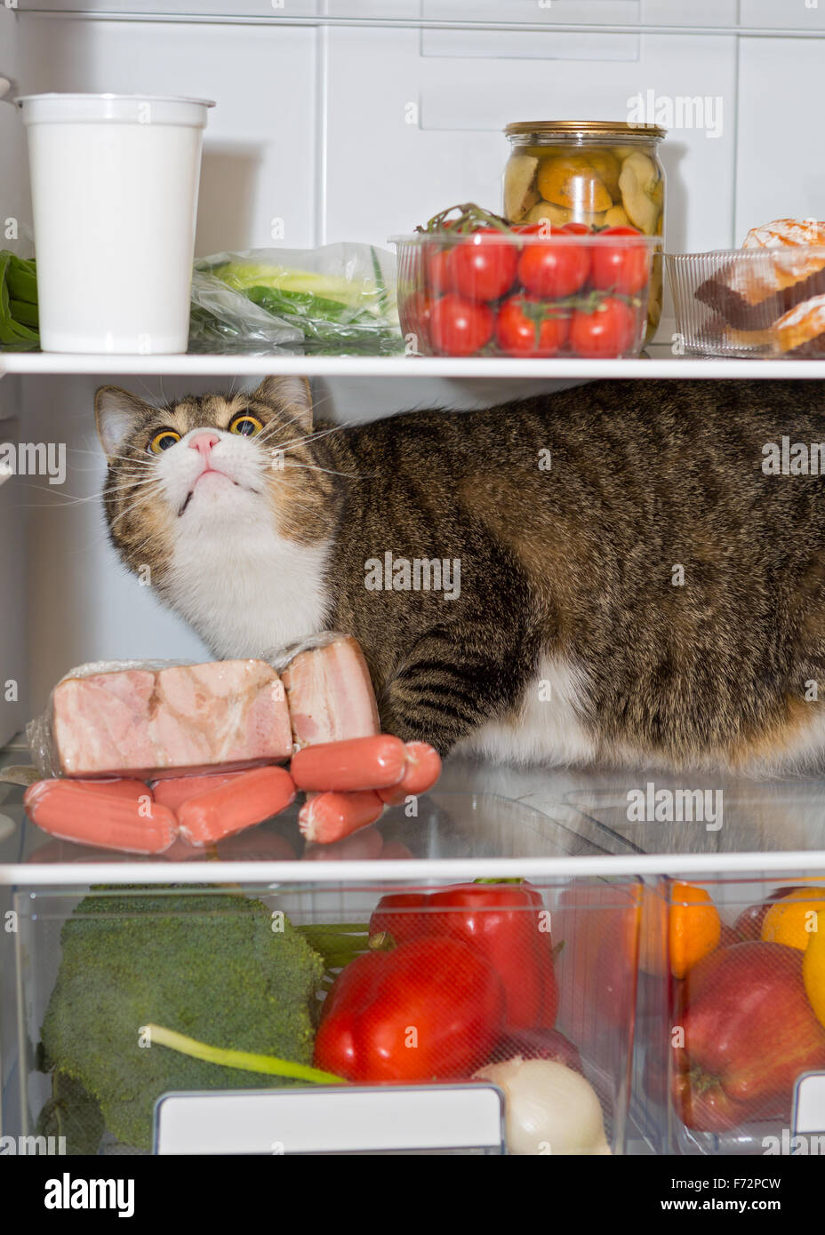 Fridge cat hi-res stock photography and images - Alamy