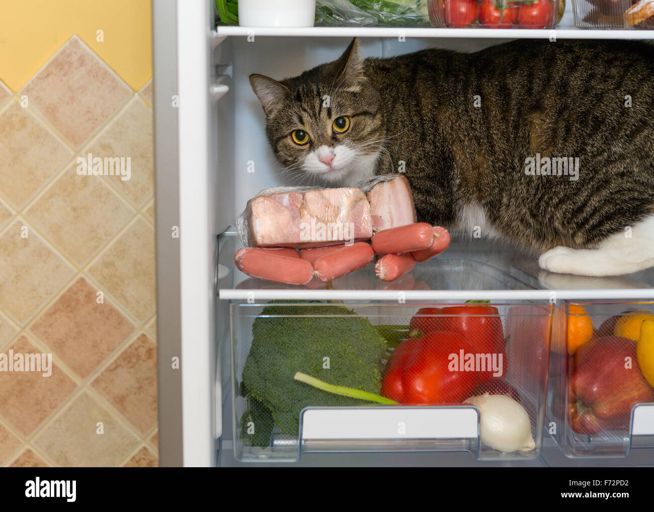 Sly grey cat climbed up on a shelf in refrigerator Stock Photo - Alamy