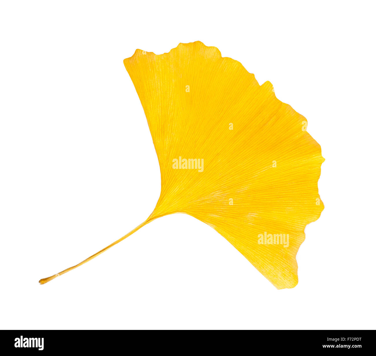 ginkgo dried leaf isolated on white background Stock Photo - Alamy