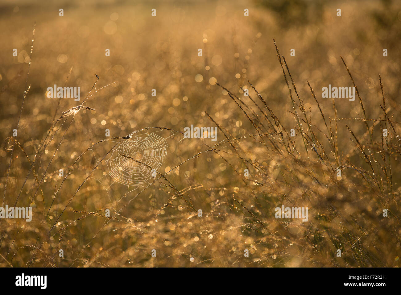 Sun Spider High Resolution Stock Photography and Images - Alamy