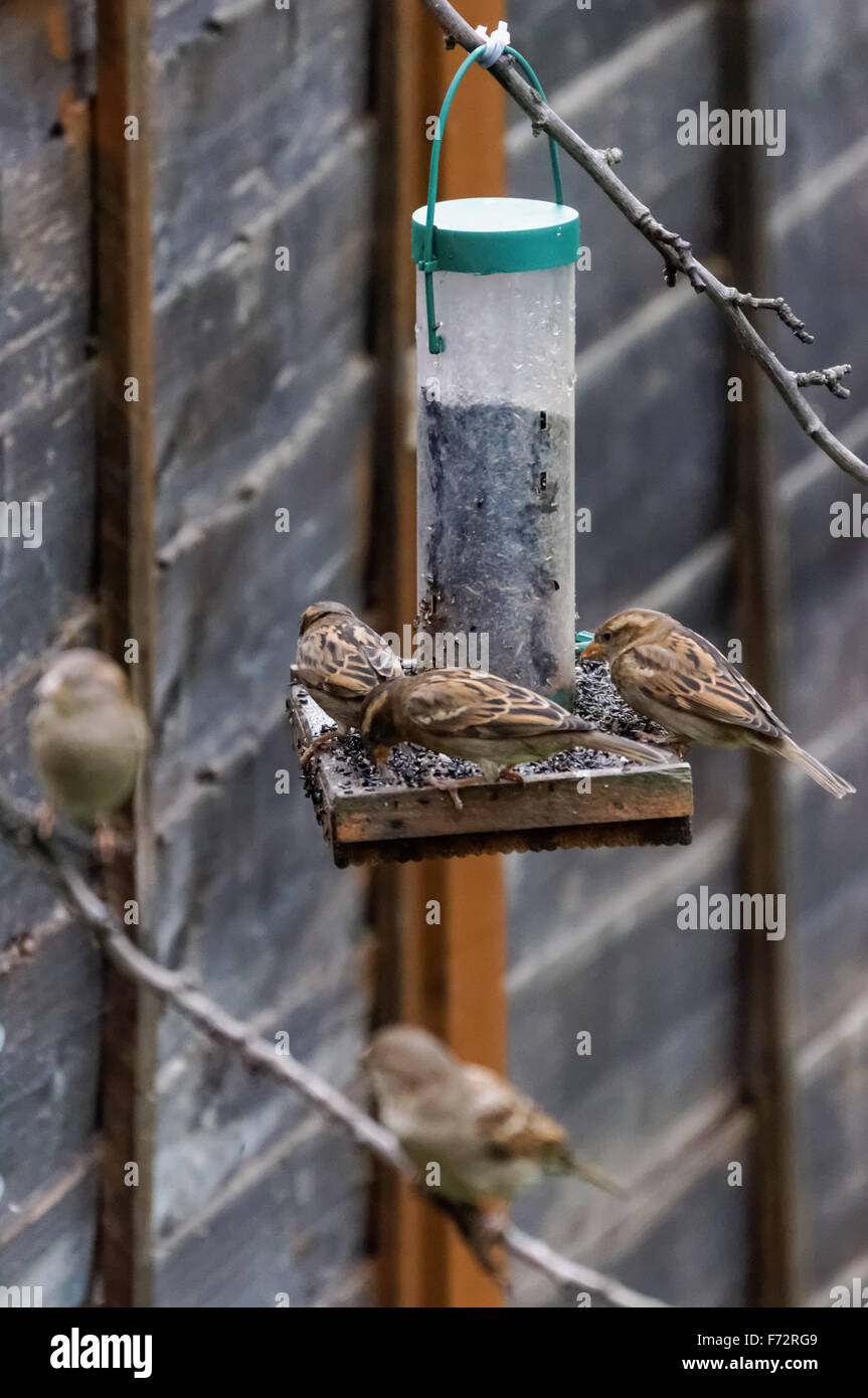 Uk sparrows hi-res stock photography and images - Alamy