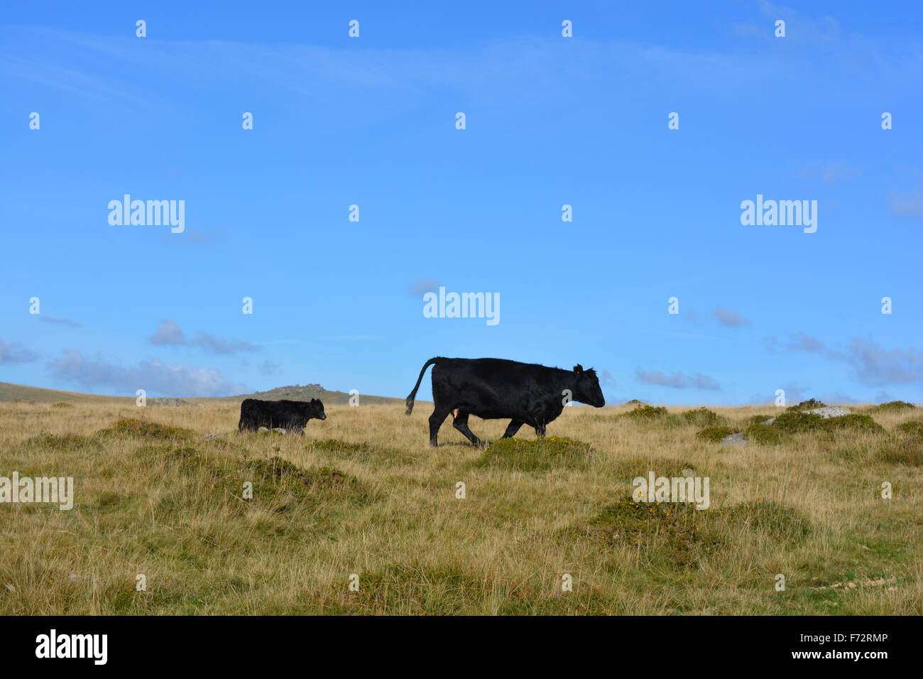 Black cow and calf on Walkhampton Common. Great Mis Tor on the horizon ...