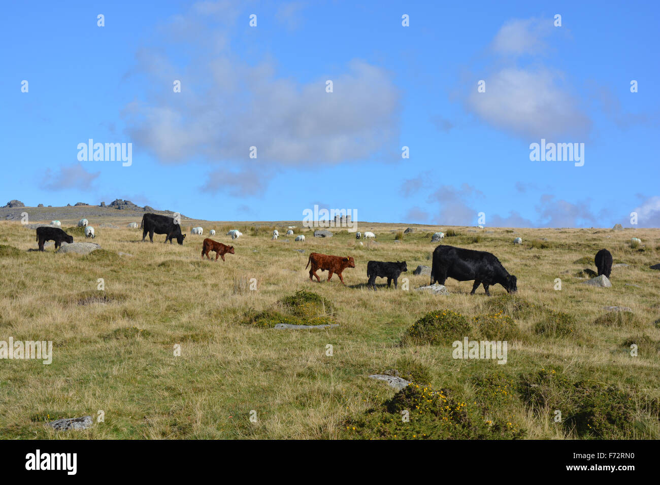 Cattle & sheep graze on Walkhampton Common. Little Mis Tor and Great ...