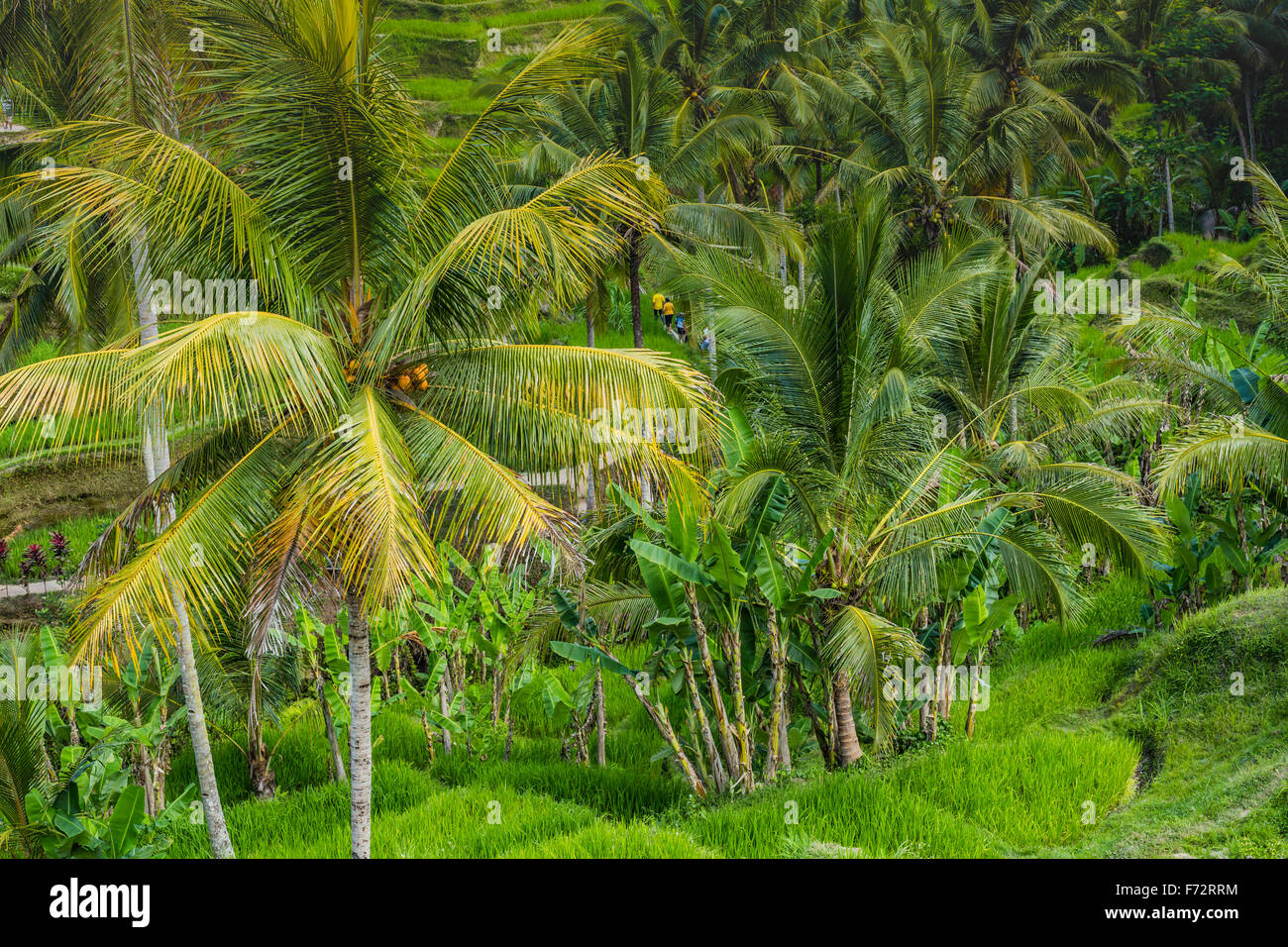 Beautiful green terrace paddy hi-res stock photography and images - Alamy