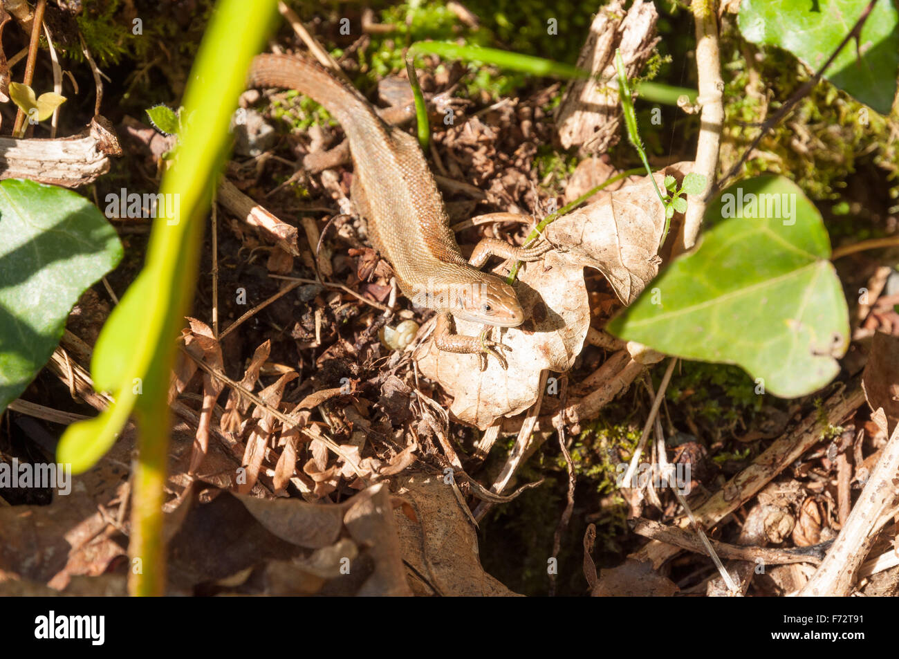 Brown Common Lizard (Lacerta/Zootoca vivipara) with flattened body ...
