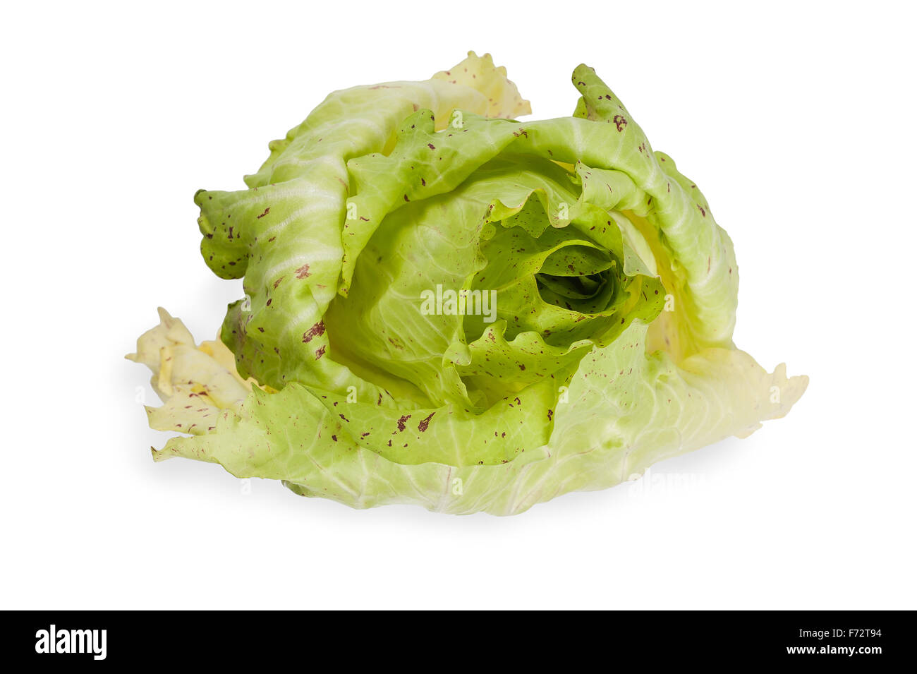 variegated Chicory isolated on white Stock Photo - Alamy