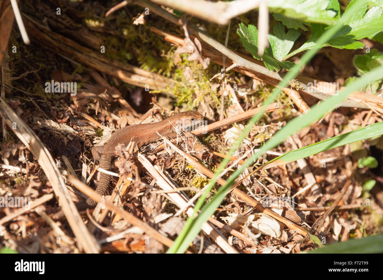 Devon bank hi-res stock photography and images - Alamy