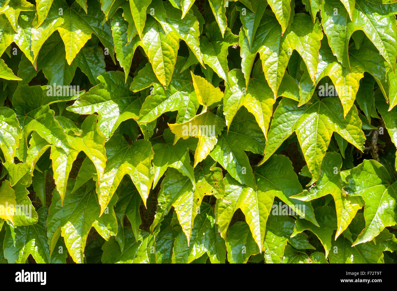 Overlapping green leaves of vine on side of building Stock Photo - Alamy