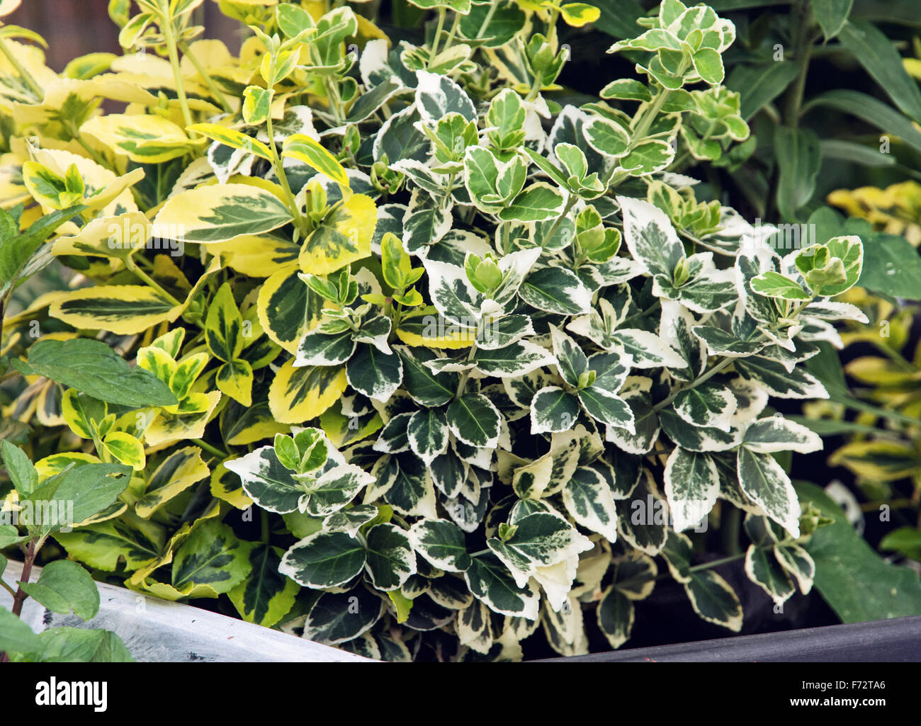 Weeping fig (Ficus benjamina) also known as the Benjamin's fig or Ficus ...