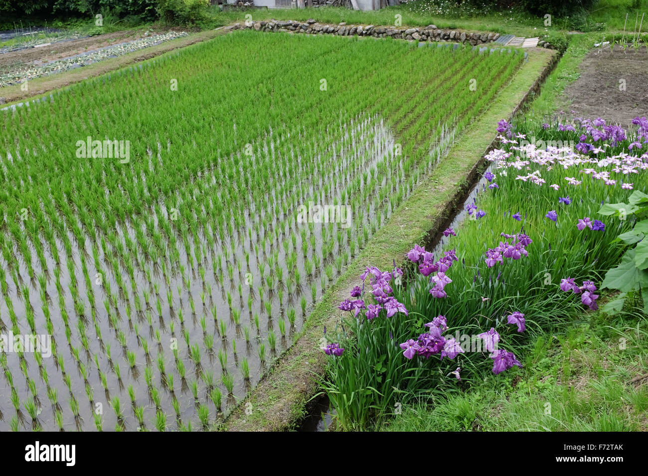 A rice field in Japan Stock Photo - Alamy