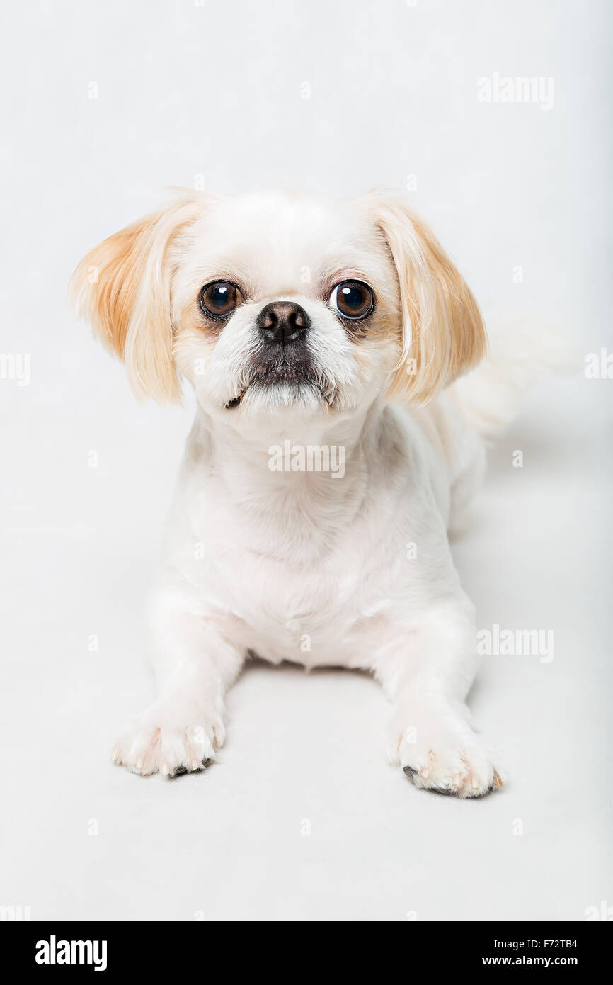 portrait of a cute shih tzu Stock Photo - Alamy