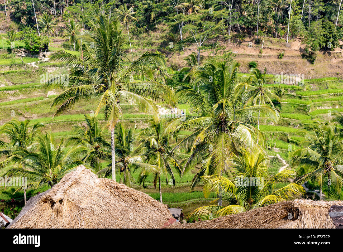 Beautiful green terrace paddy hi-res stock photography and images - Alamy