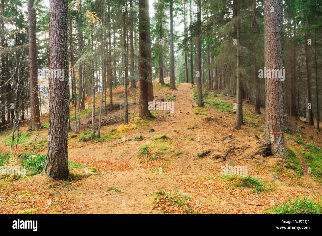 Esker ridge in Evanton community woods, Evanton, Ross-shire, Scottish ...