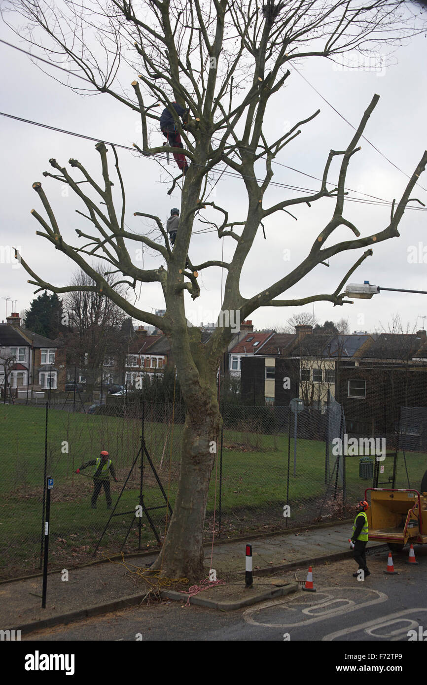 Tree surgeons working on tree by Greening Street Green, Abbey Wood ...