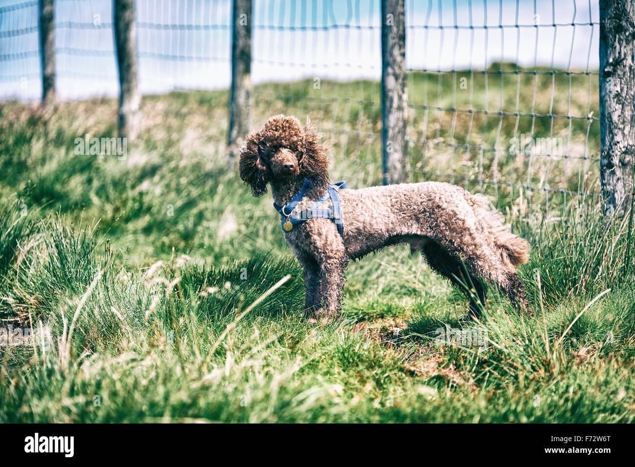 Out walking the dog in the English countryside Stock Photo - Alamy