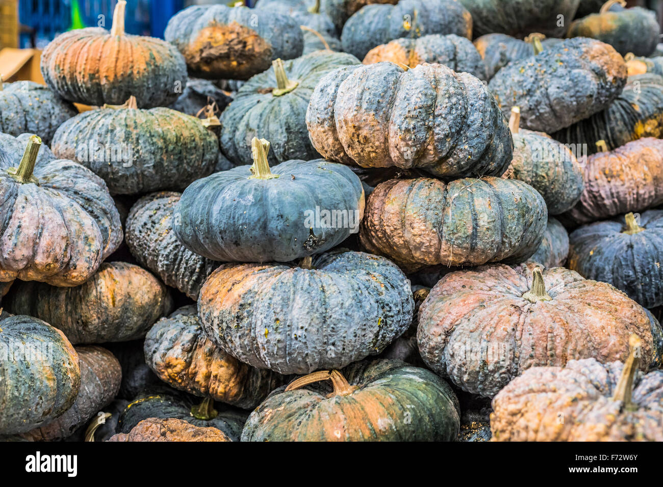 Family cucurbitaceae hi-res stock photography and images - Alamy