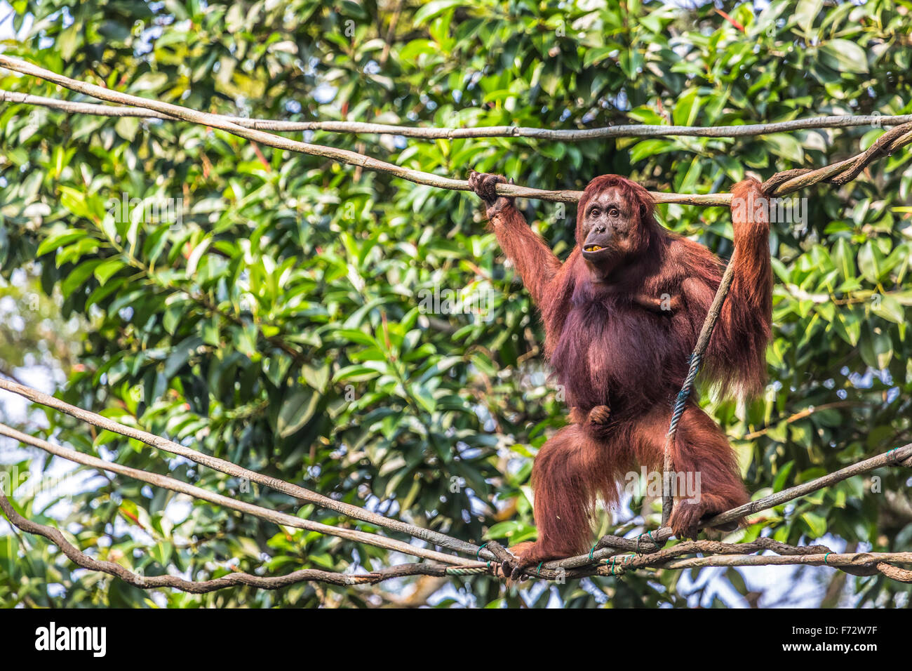 Orangutan in the jungle of Borneo Indonesia Stock Photo - Alamy