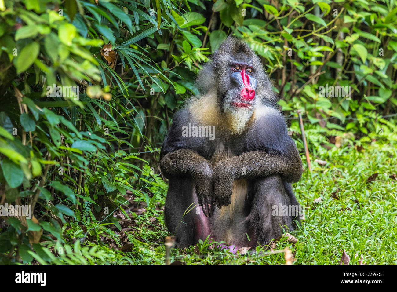 Portrait of the adult male mandrill Stock Photo - Alamy