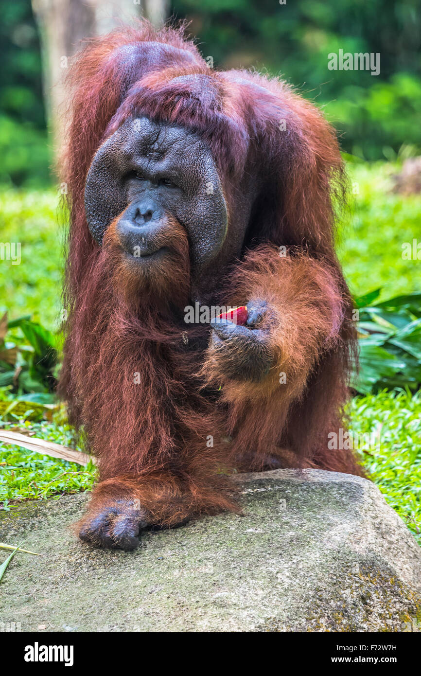 Orangutan in the jungle of Borneo Indonesia Stock Photo - Alamy