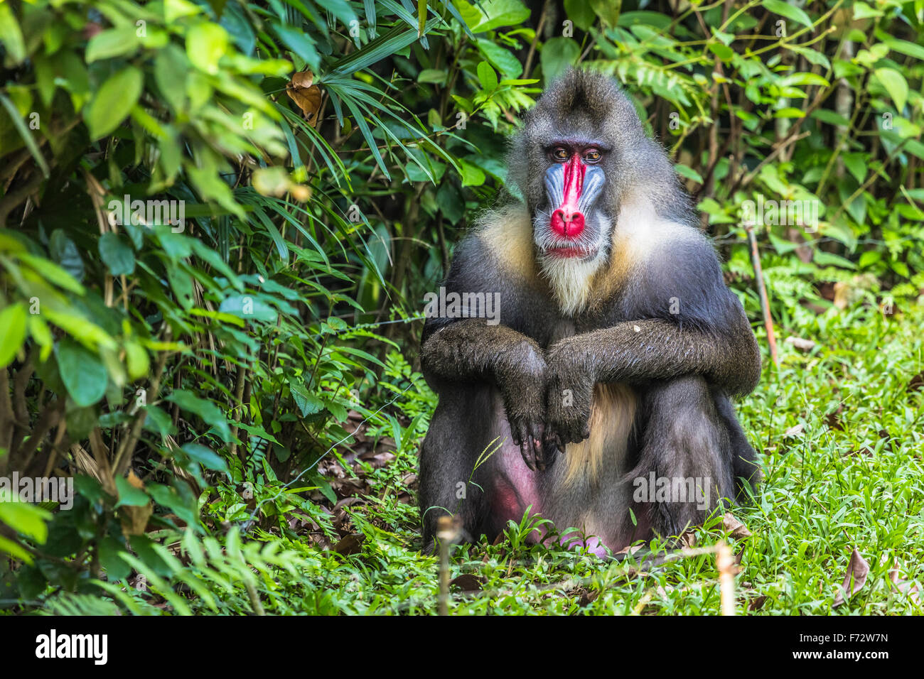 Angry Mandrill High Resolution Stock Photography and Images - Alamy