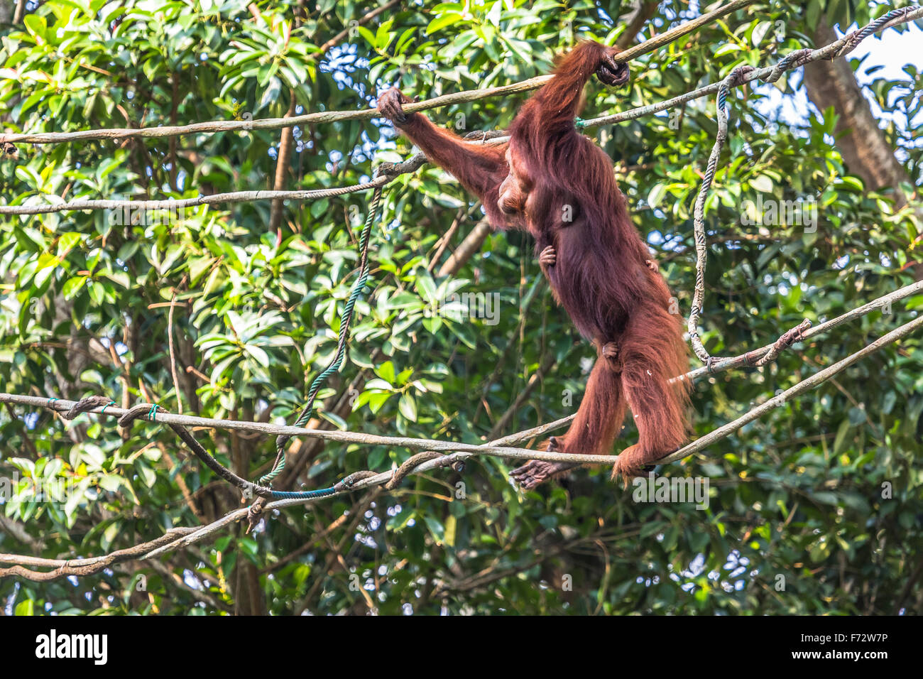 Orangutan in the jungle of Borneo Indonesia Stock Photo - Alamy