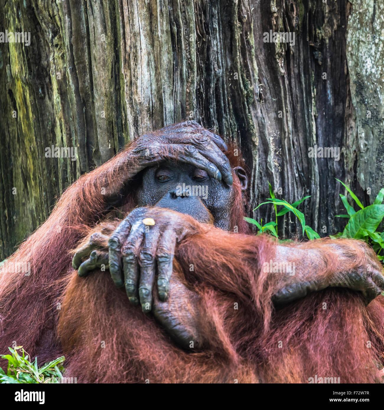 Orangutan in the jungle of Borneo Indonesia Stock Photo - Alamy