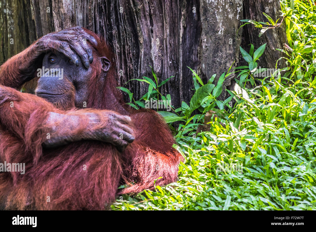 Orangutan in the jungle of Borneo Indonesia Stock Photo - Alamy